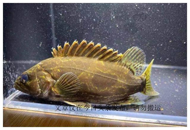 Why are ripplefish blue, what impact do they have on nature, and what ...