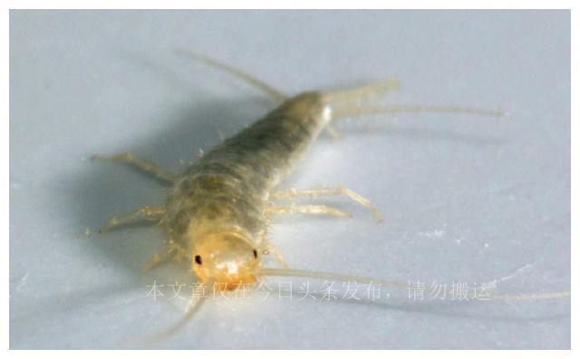 What does it mean to have silverfish worms in your home? An ...