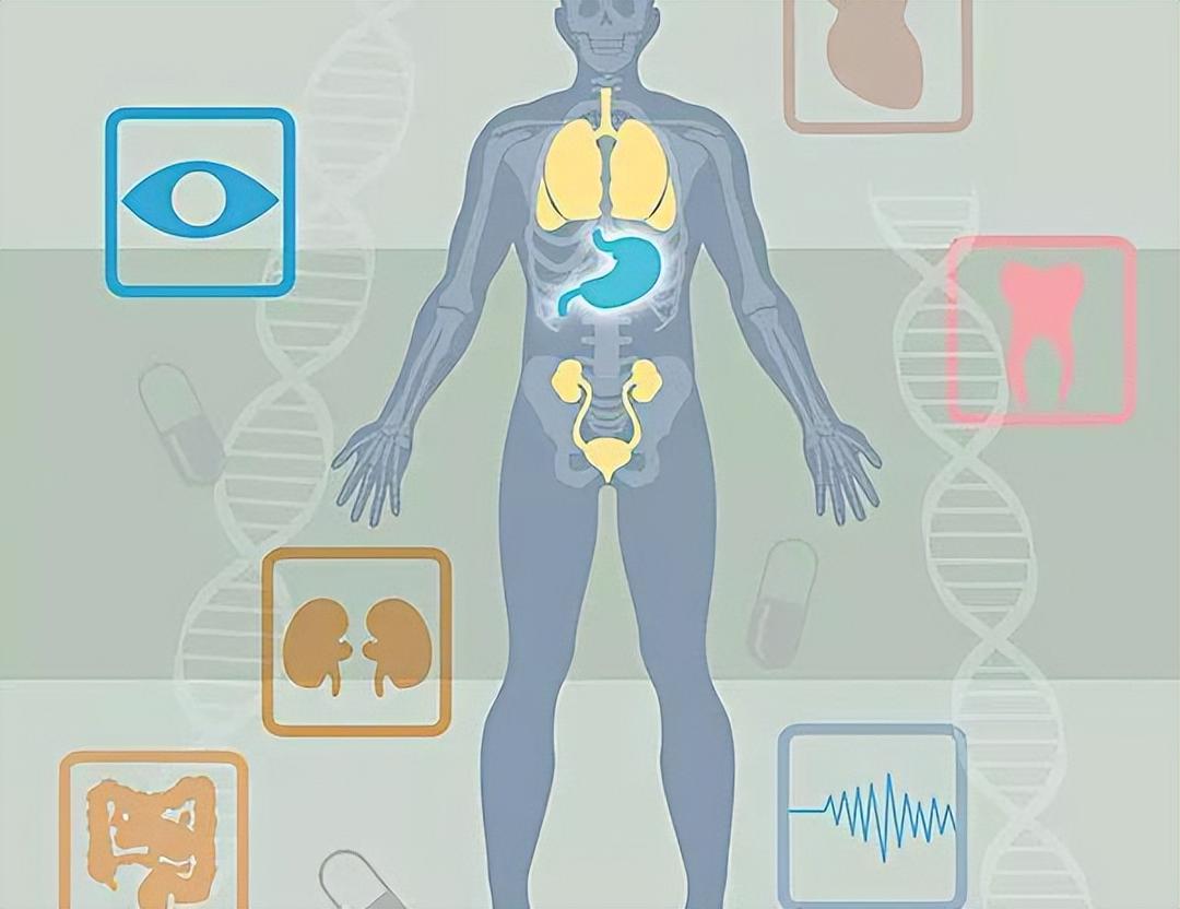 Which organs will not kill a person if they are removed? 7 "useless ...