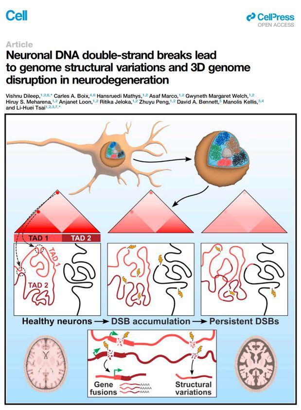 Cell: Cai Lihui's team analyzes the pathogenesis of AD from multiple ...
