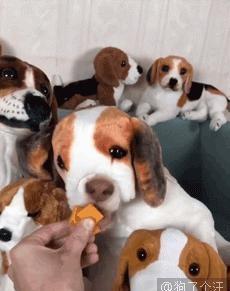 Rural mutant dog, Corgi encounters magic - iNEWS