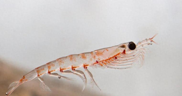 Antarctic krill: 1 billion tons of "sea gold mine", China may be the ...