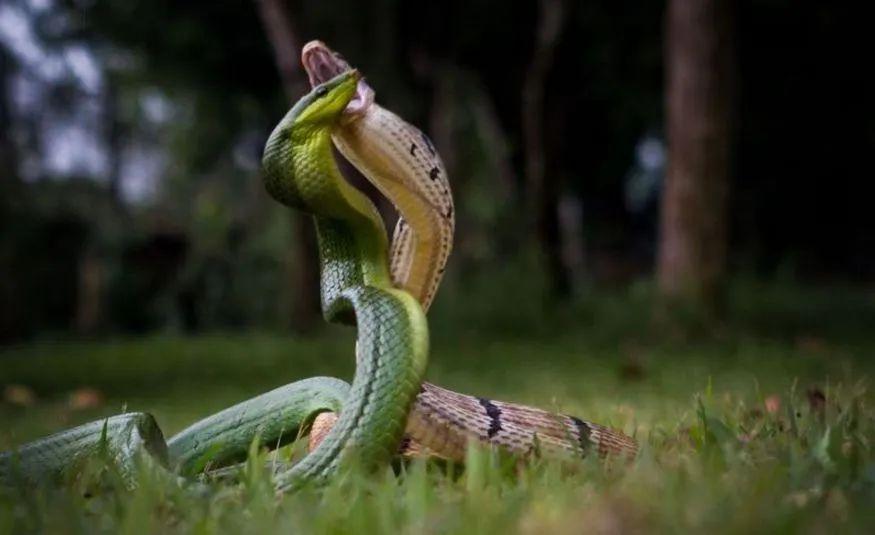 How do snakes fight with each other? Will they bite each other? - iNEWS