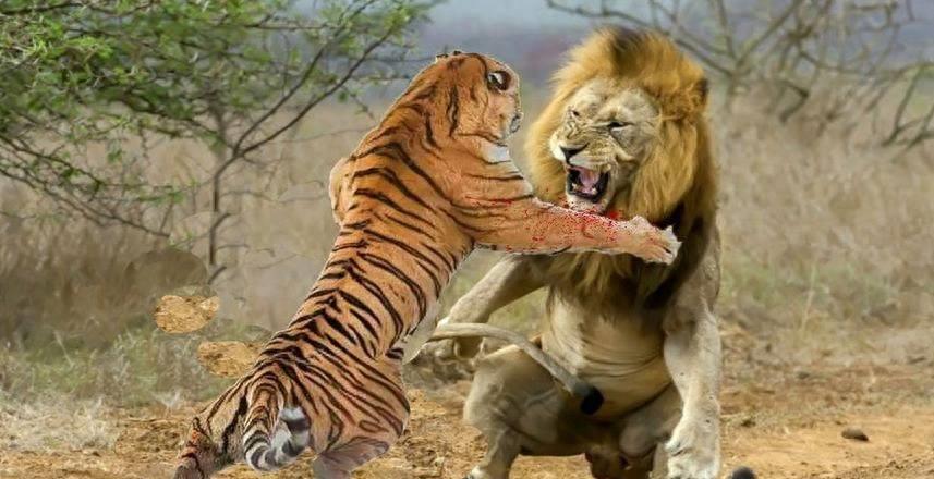 Tiger's fighting skills revealed: Use stealth, speed and strength to ...