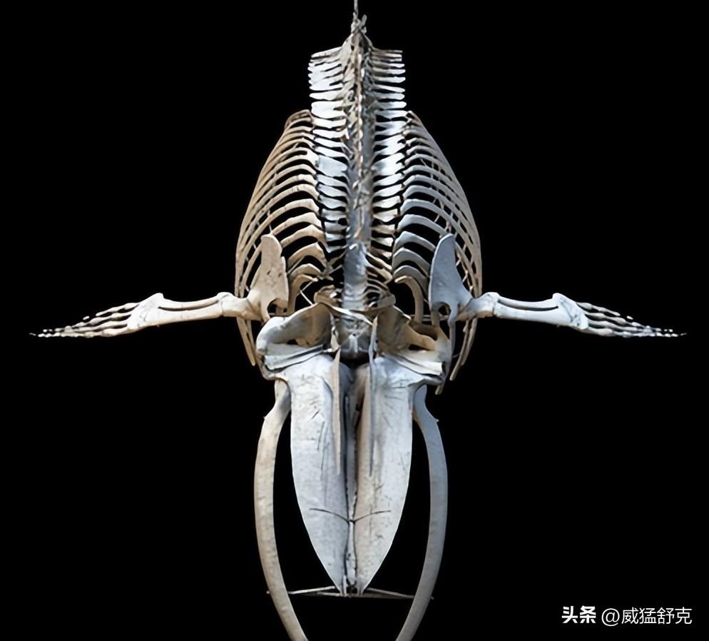 Newly discovered Miocene beaked whale species fills gaps in knowledge ...