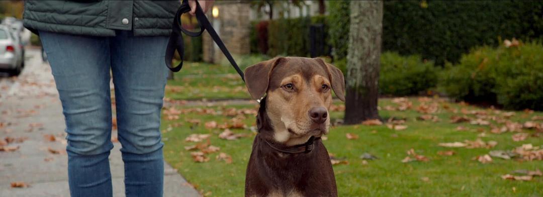 Family and Belonging: The Representation and Evolution of Family in "A ...