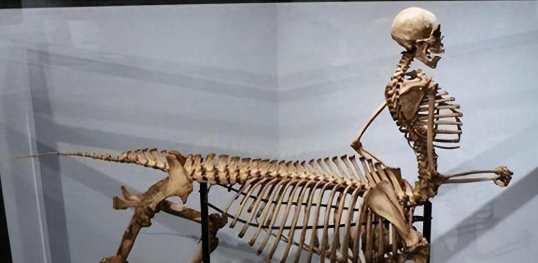 What exactly is the extremely abnormal "Red Queen" skeleton? Is it ...