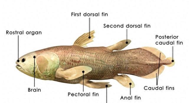 Fish have neither human intelligence nor human intelligence. Why do ...