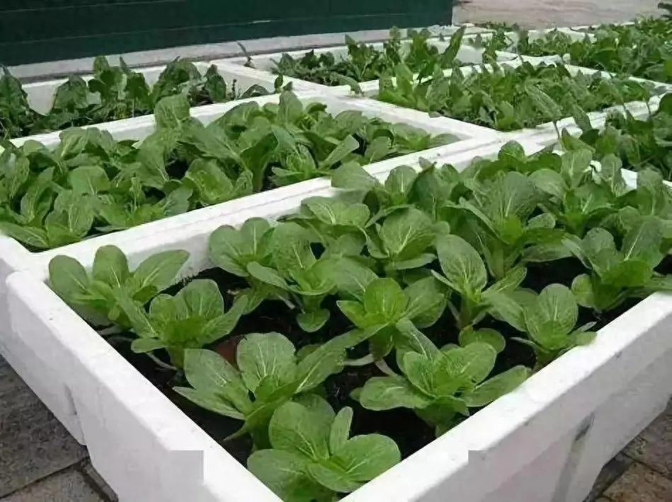 The whole family ate the vegetables they grew for 3 years and all got ...