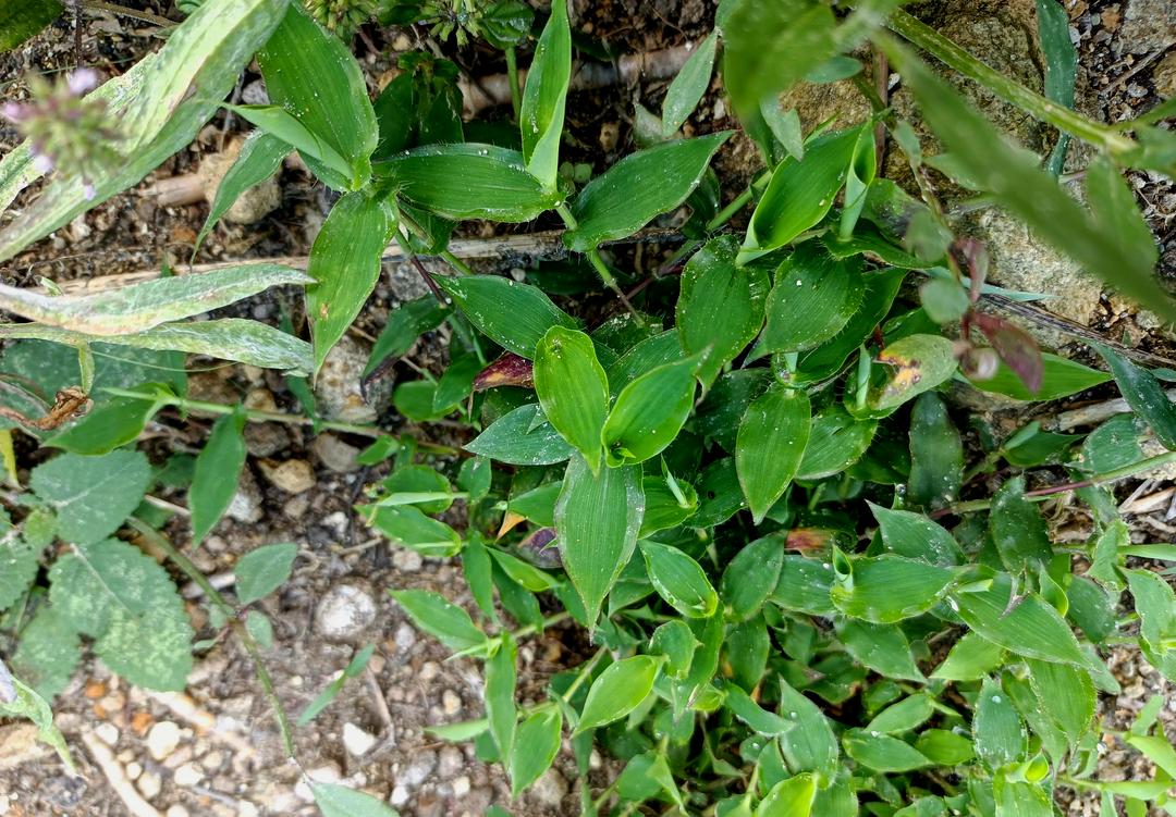 It resembles bamboo leaves and was called "Emperor Grass" by the ...