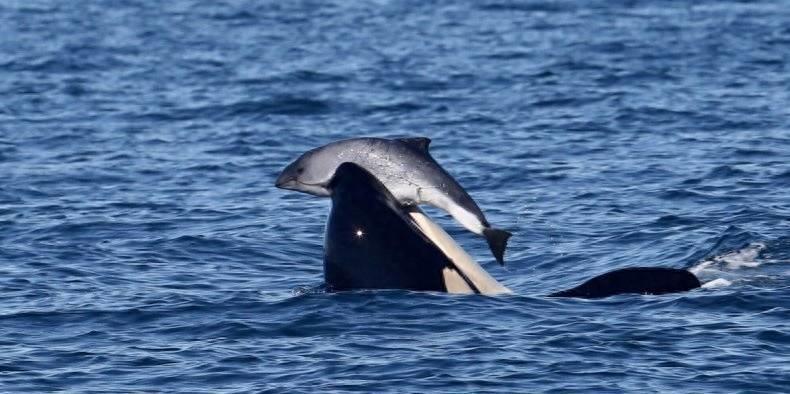 Mysterious behavior revealed: Why do killer whales bully porpoises ...