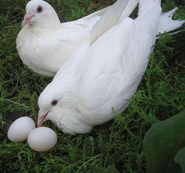 A magical species that can both lay eggs and give birth to babies ...
