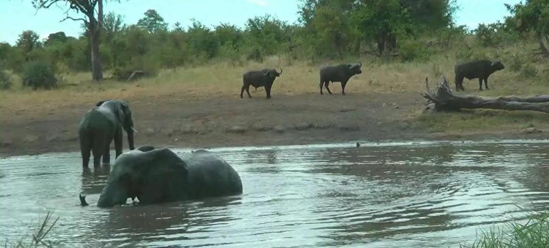 Original Elephant VS Electric Eel Who wins? Reveal a shocking scene ...