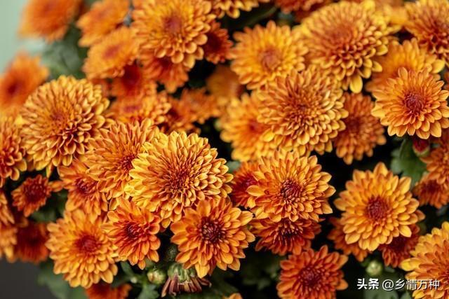 Play flower reproduction: from ramets to cuttings, you have to master ...