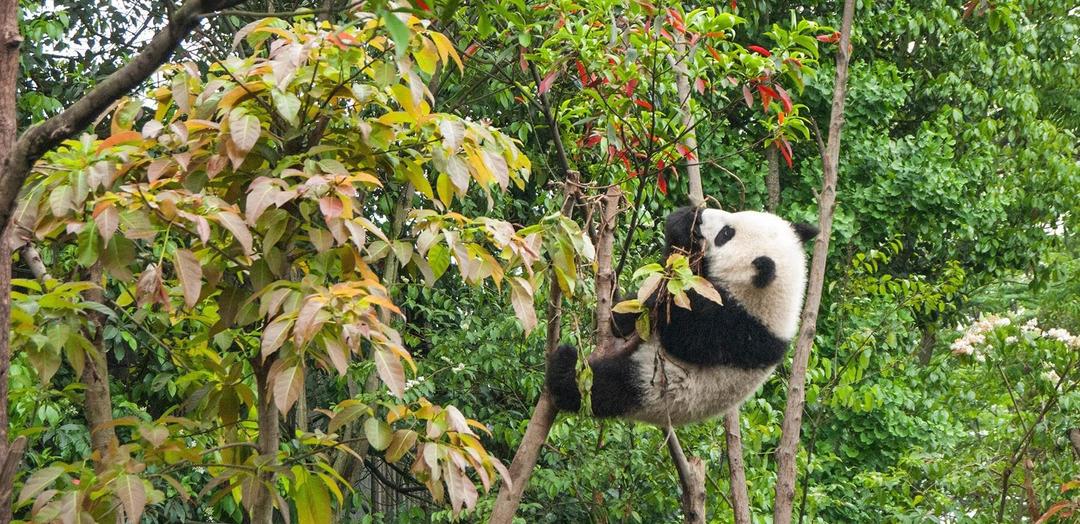 The giant panda is a bear, but one thing is different from other bears ...