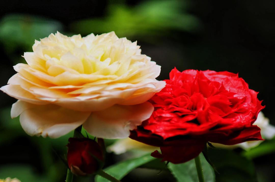 The couple cheated on each other and spent their respective birthdays ...