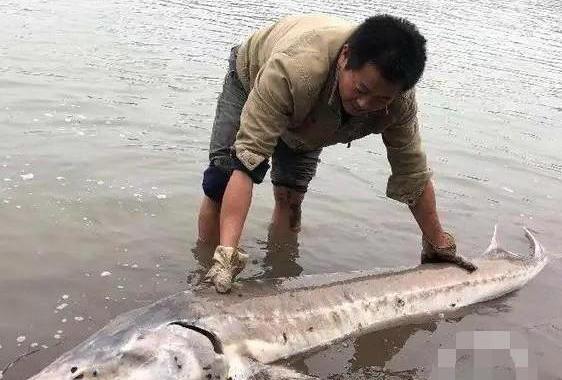 The "Yangtze River Fish King" has begun to recover. It was once on the ...