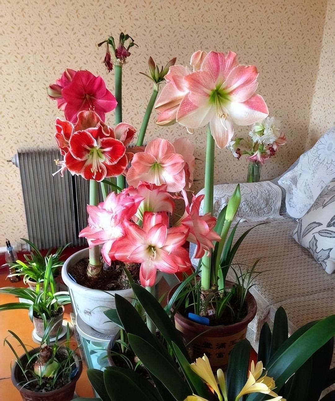 8 kinds of "worry-free flowers" that salaried workers can raise with ...