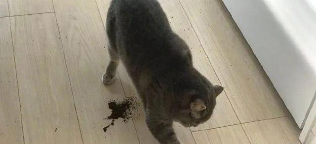 Cats often make a "burry poop" gesture in front of food. What's going ...