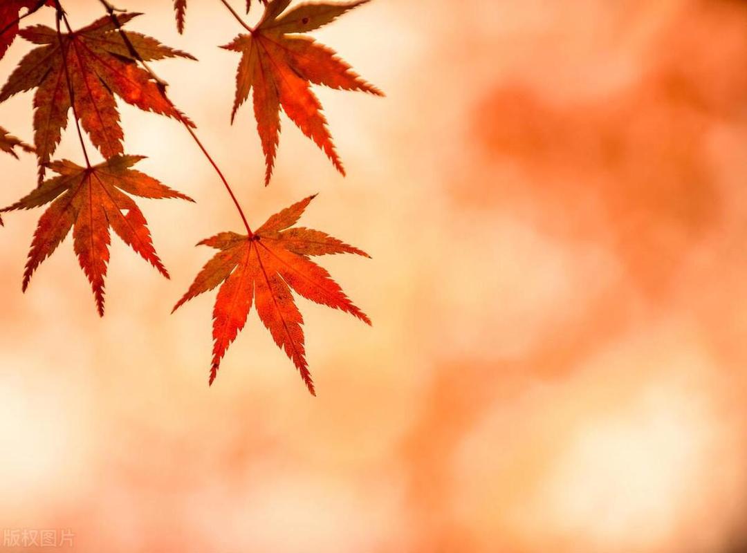 [Photography Tips] Autumn leaves, capture the most representative ...