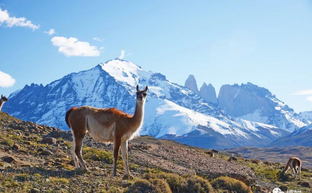 The average height of this ancient giant race is 4 meters? - iNEWS