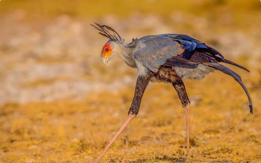 The Sky Eagle of Destiny: The flying divine bird can determine ...