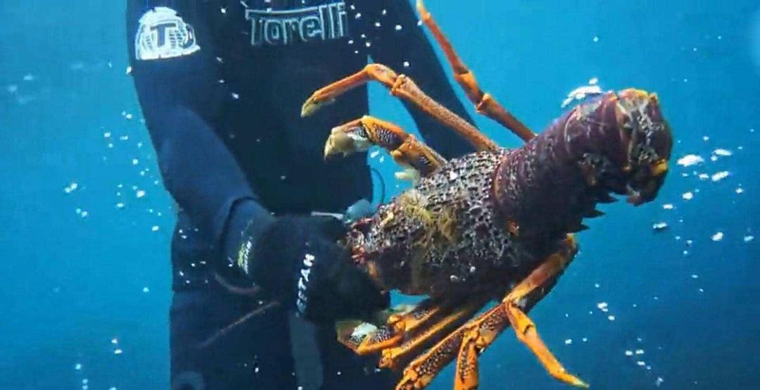 American lobster prey counterattack: secrets of soaring numbers ...