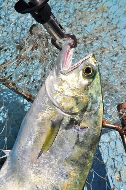 Ah Huan's big bang net had a great harvest. It was difficult for both ...