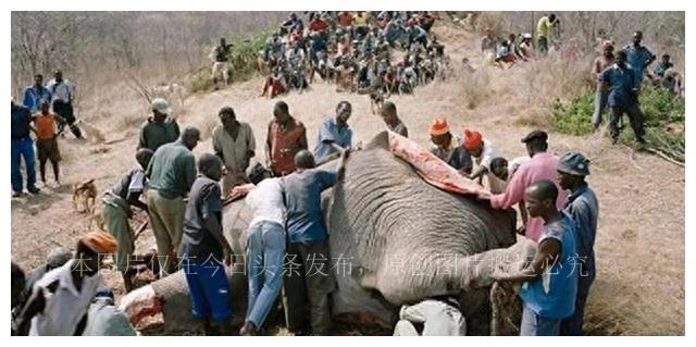 The output of elephant meat is 10 times that of pigs. Why not raise ...