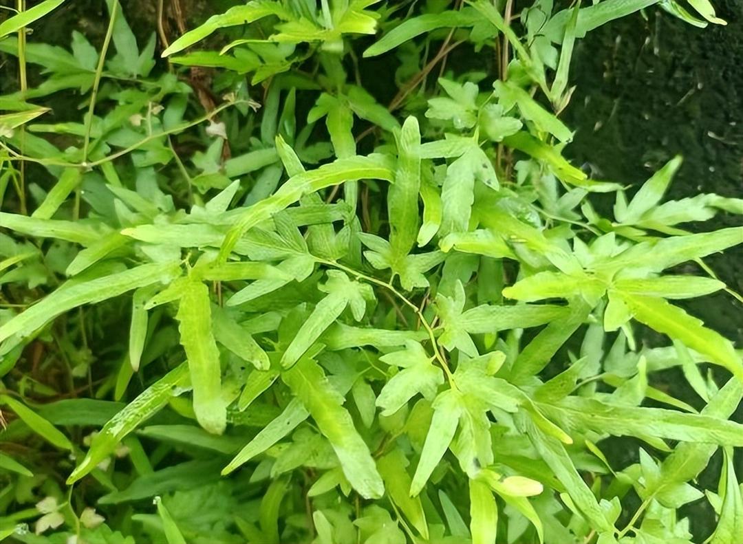 The "fossil grass" that can grow in the cracks of stones is ...