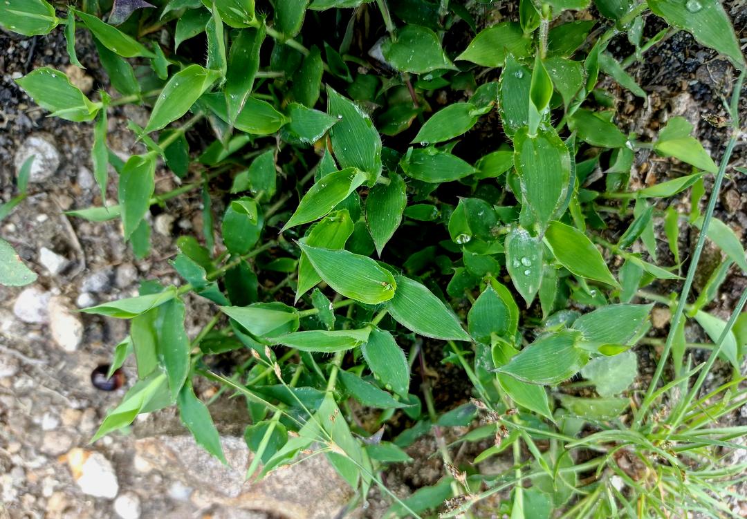 It resembles bamboo leaves and was called "Emperor Grass" by the ...