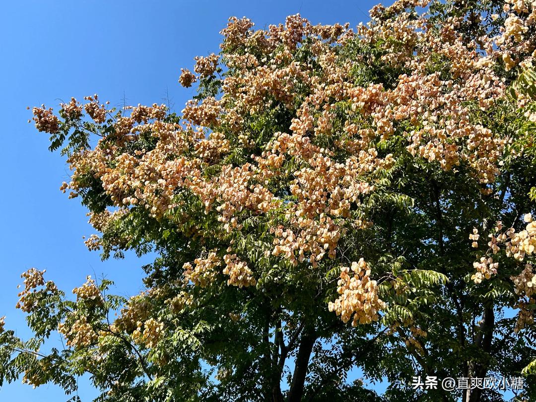 The Luan trees all over the street remind me of Shi Tiesheng, a writer ...