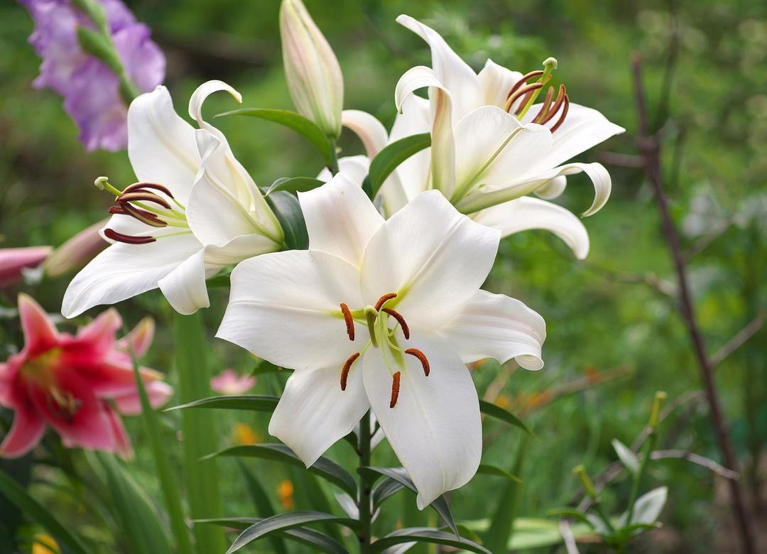 The fragrant lily blooms several times a year? - iNEWS