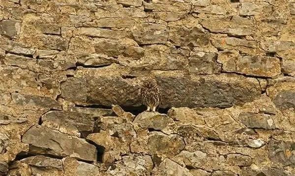 There is a sniper hidden in all 4 pictures. Anyone who can spot it at a ...