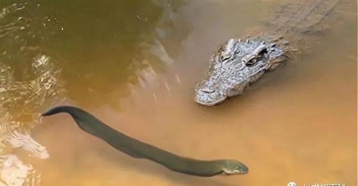 Elephant VS Electric Eel: Can you really "trample" your opponent to ...