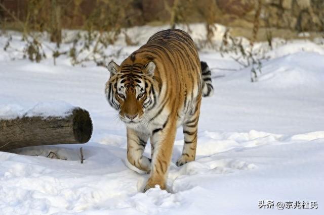 A Siberian tiger challenged twenty-five wild wolves. How fierce was the ...