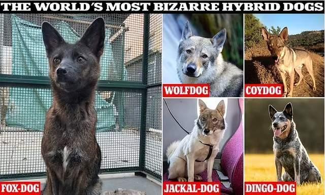 Dog and fox love? The first dog-fox hybrid species in history was ...