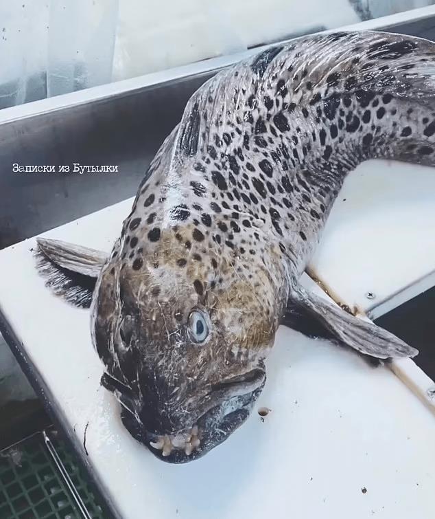 A terrifying deep-sea monster fish was discovered on the coast of ...