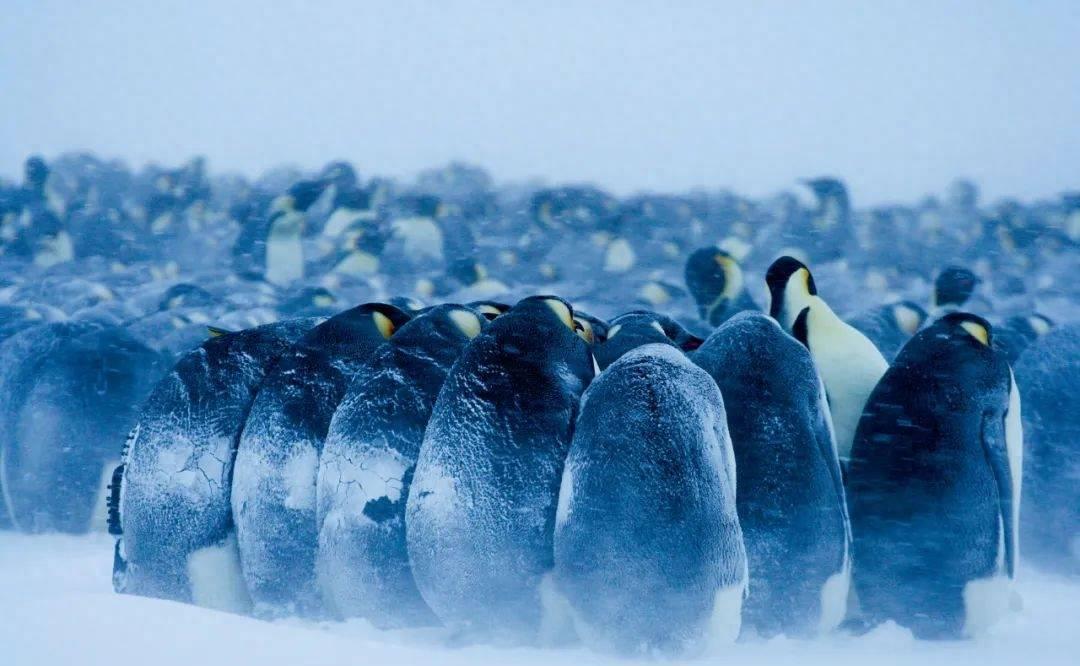 9,000 babies died, emperor penguins are disappearing - iNEWS