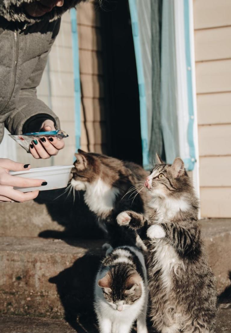 Pets: Owner or Family? A happy journey of growing up with pets - iNEWS