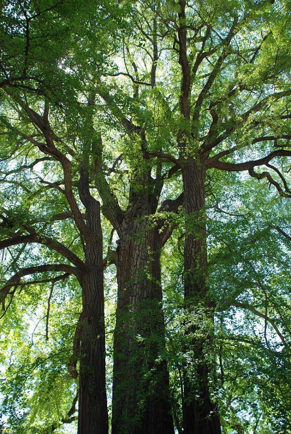 Top Ten Famous Trees in China - iNEWS