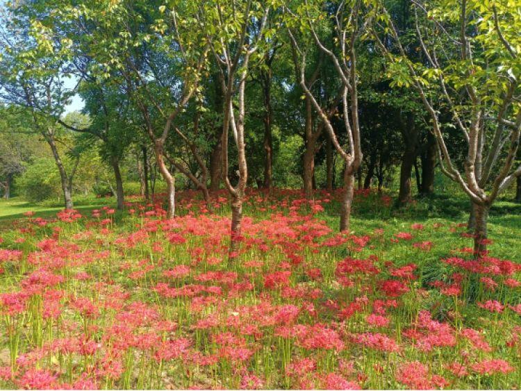 The mysterious "Biangan Flower" is at its best viewing period, and you ...
