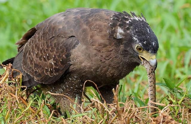 Why wouldn't a snake eagle be poisoned after eating the highly ...