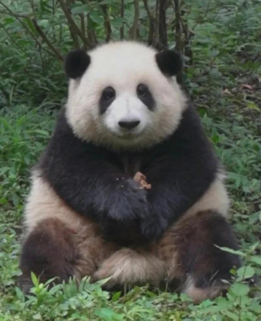 Female Stars in the Panda World: Giant Panda Hehua - iNEWS