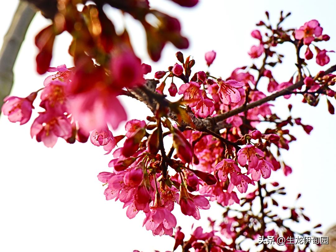 Winter cherry blossoms at Qinglong Lake - iNEWS