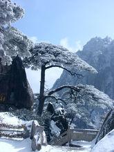 Top Ten Famous Trees in China - iNEWS