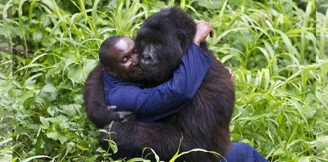 Questions that cannot be explained by the theory of evolution: If ...