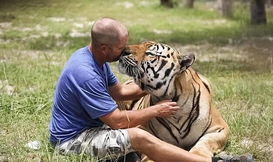 The old lion starved to death, but the tiger was not affected? The ...