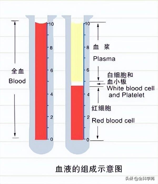 Know your blood? Composition of blood, color of blood, total amount of ...