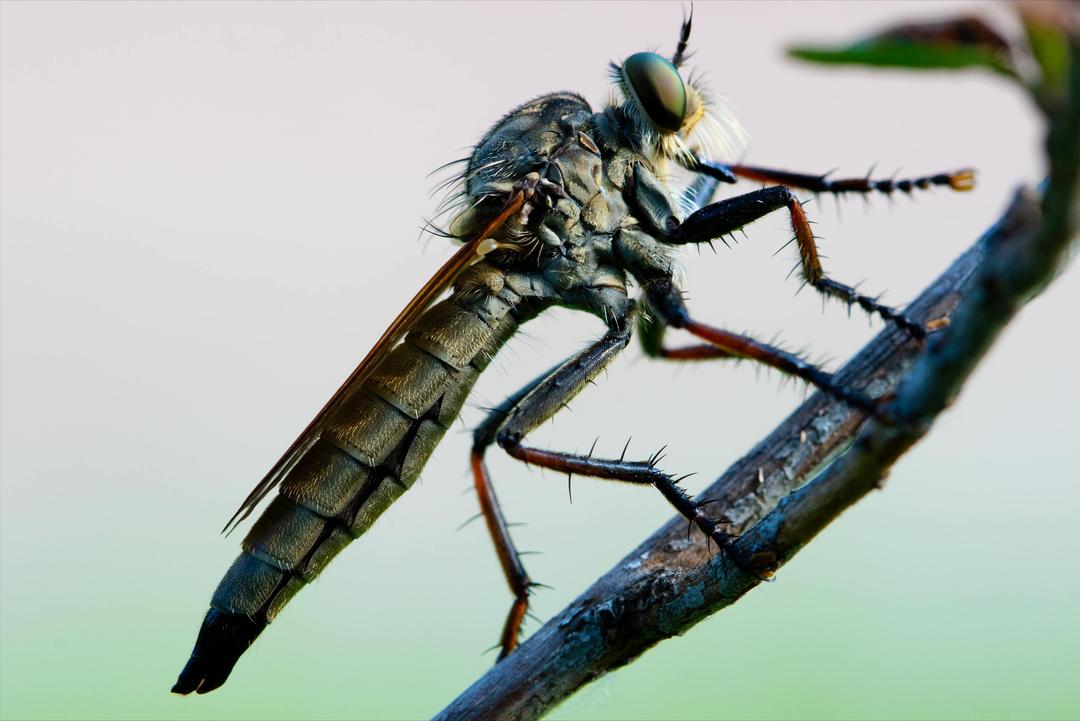 It looks like a fly, but its methods are a hundred times more ferocious ...